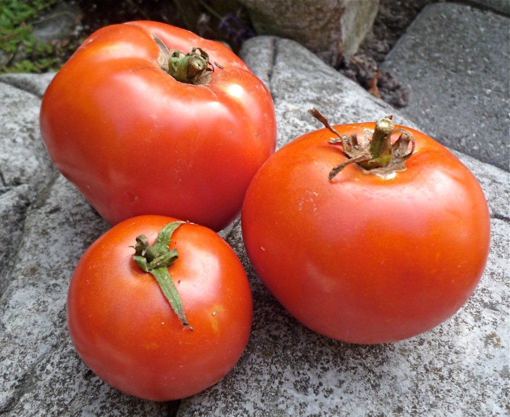 Tomatoes | The Seasonal Gourmet
